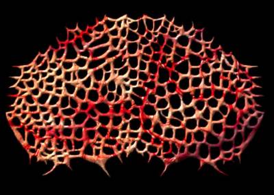 Dicephalustetrapusdibrachius Anthropohagolagnia - discography, line-up ...